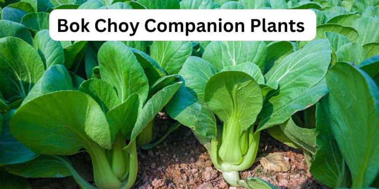 9 Best Bok Choy Companion Plants You Must Try!