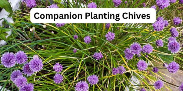 Companion Planting Chives - 13 Best Plants for Maximum Yield