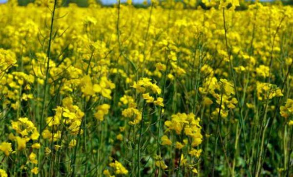 Turnip Companion Plants - 9 Best and 5 Worst Choices