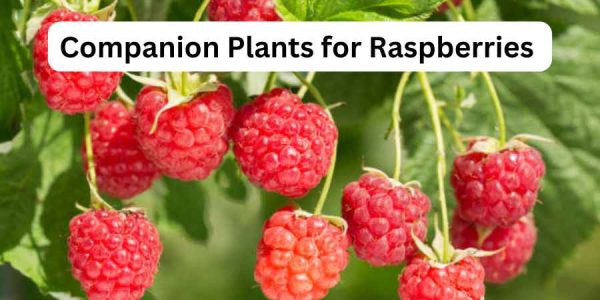 10 Best Must-Know Companion plants for raspberries