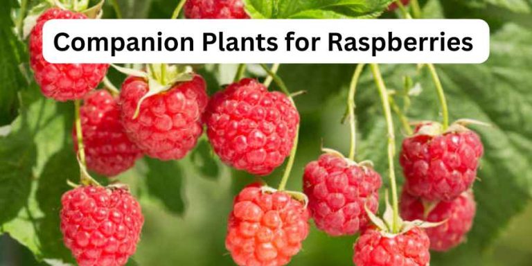 10 Best Must-Know Companion plants for raspberries