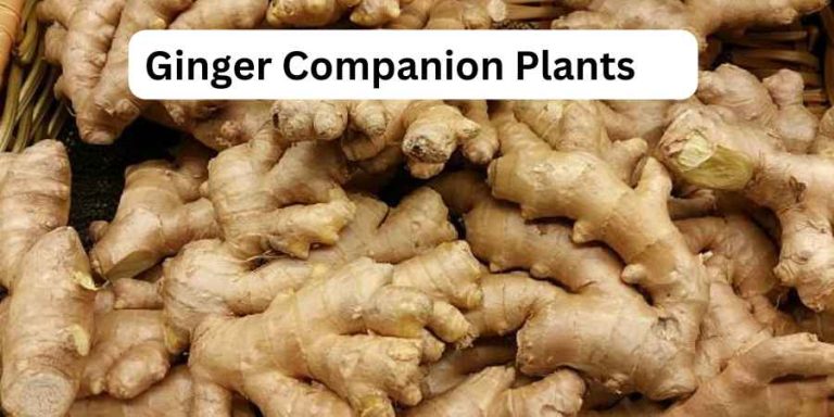 13 Best Ginger Companion Plants and Which to Avoid