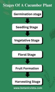 6 Surprising Stages of a Cucumber Plant You Must Know