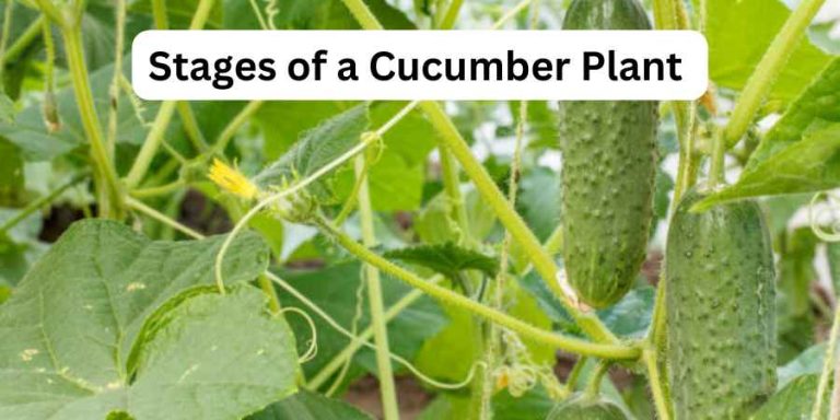 6 Surprising Stages of a Cucumber Plant You Must Know