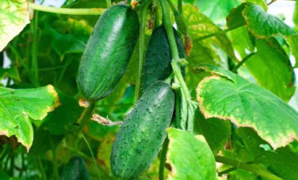 6 Surprising Stages of a Cucumber Plant You Must Know