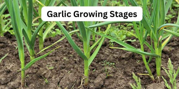 Garlic Growing Stages - Expert Secrets for Top Growth