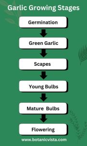 Garlic Growing Stages - Expert Secrets for Top Growth