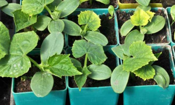 6 Surprising Stages of a Cucumber Plant You Must Know