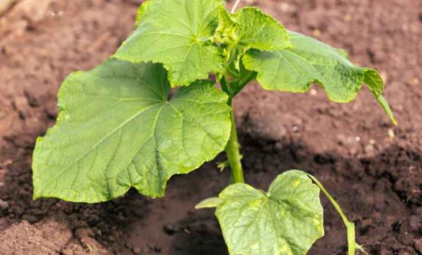 6 Surprising Stages of a Cucumber Plant You Must Know