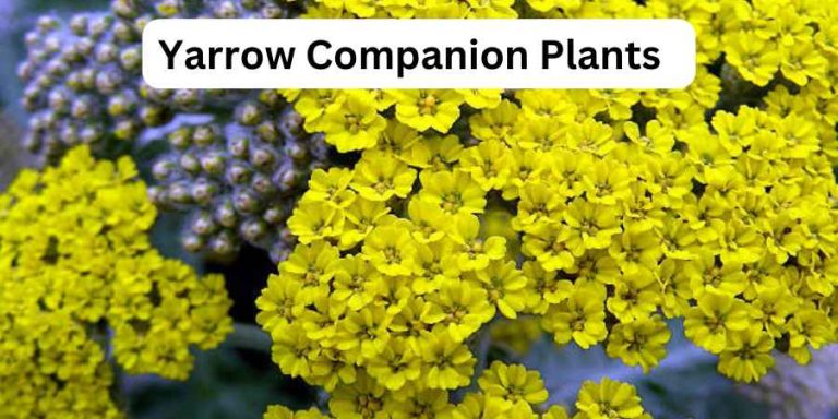 Yarrow Companion Plants - Secrets to Perfect Pairings