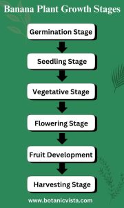 Banana Plant Growth Stages - Step-by-Step Insights