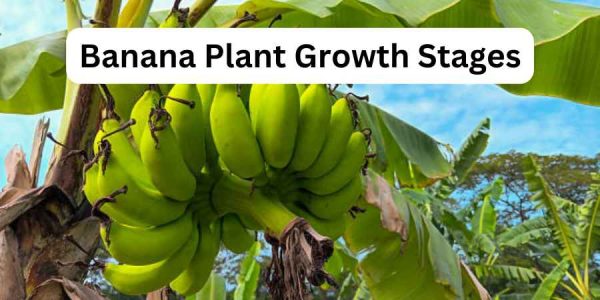 Banana Plant Growth Stages - Step-by-Step Insights