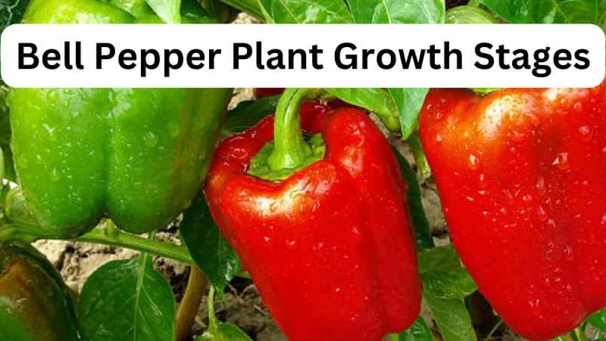 Bell Pepper Plant Growth Stages