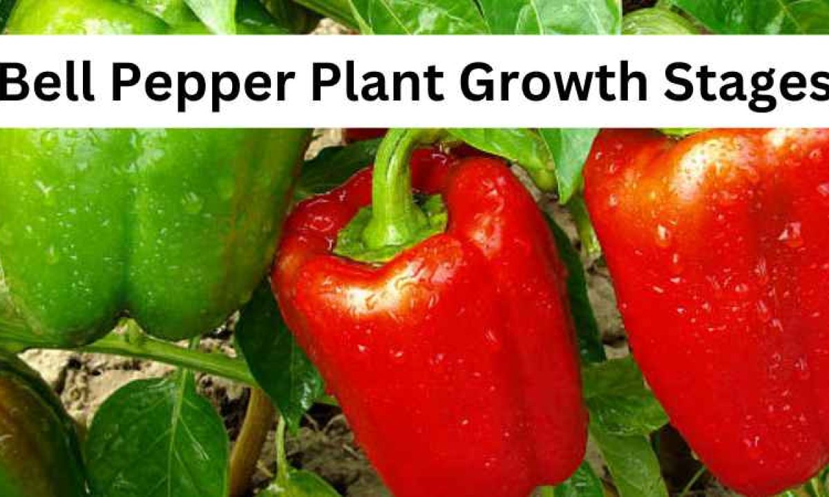 Growing Green Bell Pepper Plants Best Expert Advice On Growing Sweet