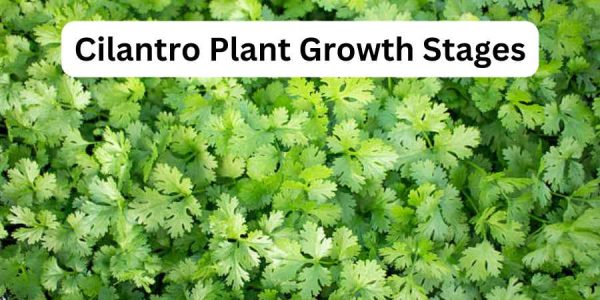 6 Cilantro Plant Growth Stages - A Step-by-Step Guide
