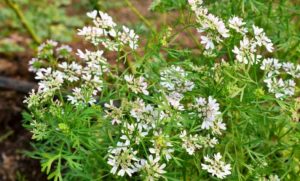 6 Cilantro Plant Growth Stages - A Step-by-Step Guide