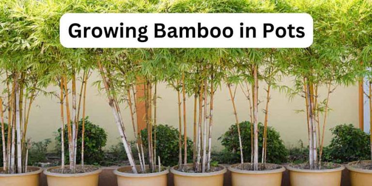 Growing Bamboo in Pots - Complete Step-by-Step Guide