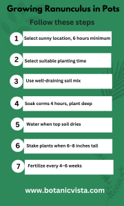 Growing Ranunculus in Pots - Ultimate Guide with Caring Tips