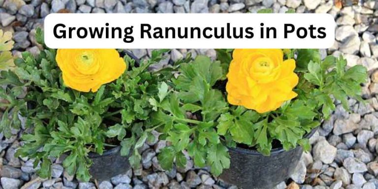 Growing Ranunculus in Pots - Ultimate Guide with Caring Tips