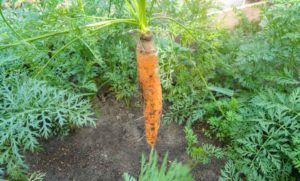 5 Growth Stages of Carrots - A Complete Guide