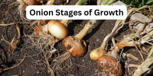 The Ultimate Guide to 11 Onion Stages of Growth