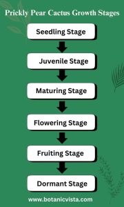 6 Prickly Pear Cactus Growth Stages - Tips and Insights