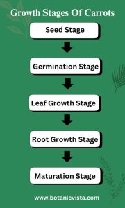 5 Growth Stages of Carrots - A Complete Guide