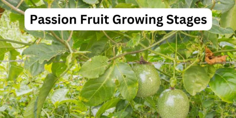 7 Passion Fruit Growing Stages For A Successful Harvest