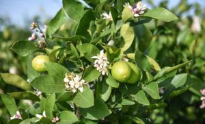 7 Essential Lemon Tree Growth Stages You Must Know