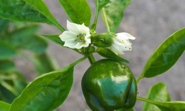 7 Bell Pepper Plant Growth Stages - Maximize Your Yield!