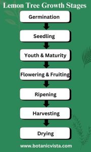 7 Essential Lemon Tree Growth Stages You Must Know