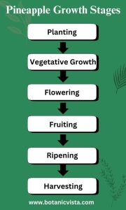 Pineapple Growth Stages - Key Tips to Boost Your Harvest