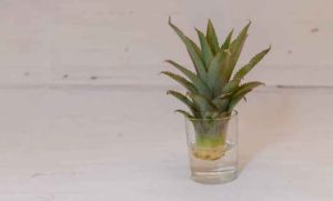 Pineapple Growth Stages - Key Tips to Boost Your Harvest