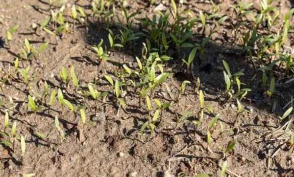 6 Cilantro Plant Growth Stages - A Step-by-Step Guide