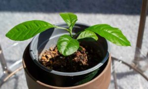 7 Essential Lemon Tree Growth Stages You Must Know
