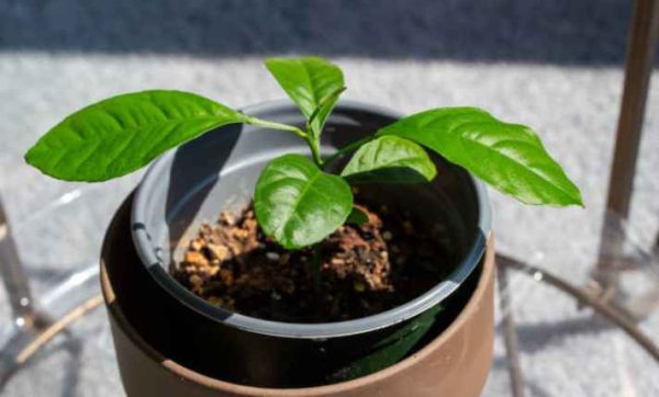 7 Essential Lemon Tree Growth Stages You Must Know