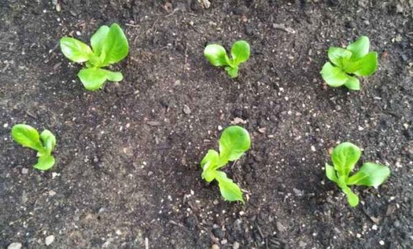6 Romaine Lettuce Growing Stages - An Ultimate Guide