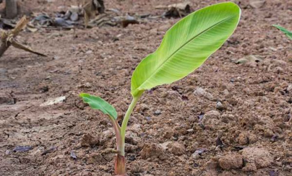 Banana Plant Growth Stages - Step-by-Step Insights