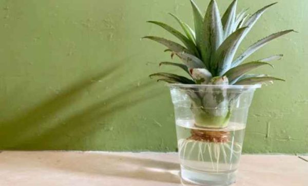 Pineapple Growth Stages - Key Tips to Boost Your Harvest