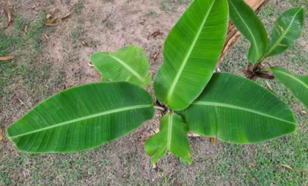 Banana Plant Growth Stages - Step-by-Step Insights