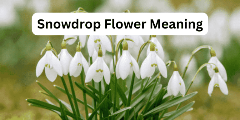 Snowdrop Flower Meaning - Surprising Facts You Must Know!