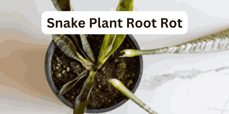 Snake Plant Root Rot - Common Causes & Quick Solutions