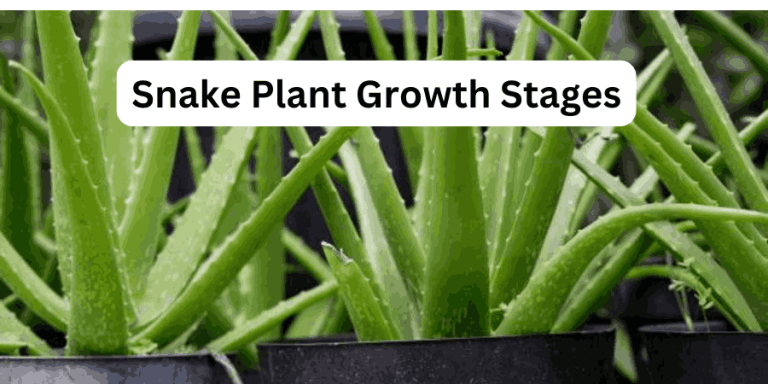4 Snake Plant Growth Stages - Essential Care Guide