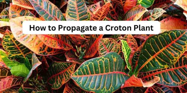 How to Propagate a Croton Plant: Easy Step-by-Step Guide